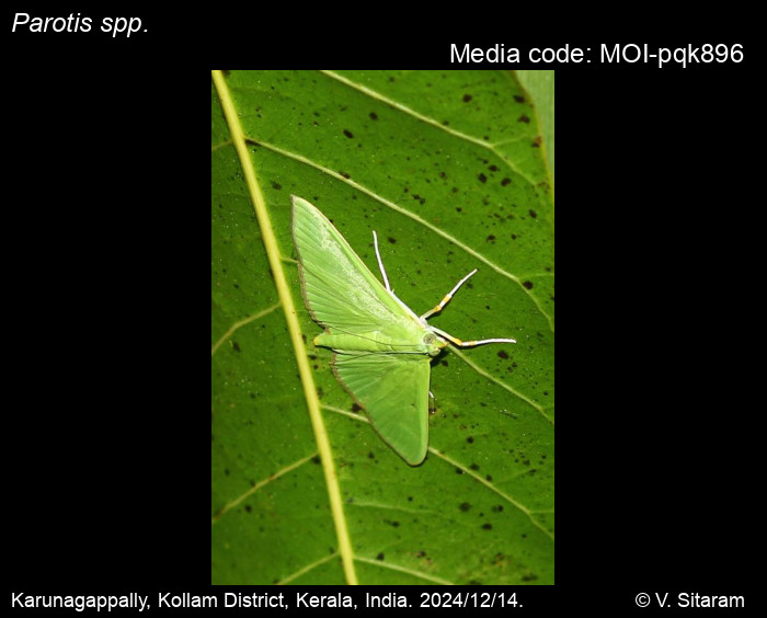 Parotis spp. | Moths